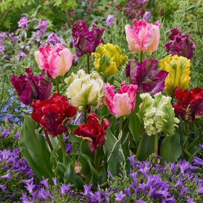 Tropical Parrot Tulip Mix 36 Bulbs - Vibrant Exotic Perennial Flowers ...