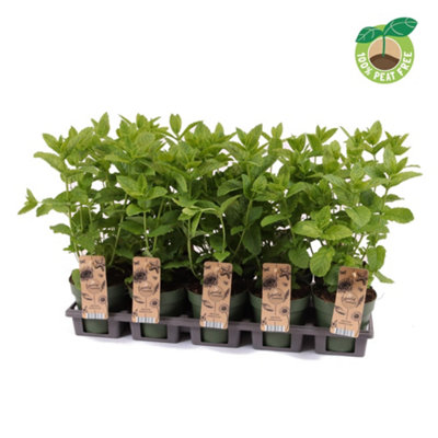 TUINKRUIDEN MENTHA SPICATA MOR, 12CM POT SIZE, 25CM TALL, COMMON THYME ...