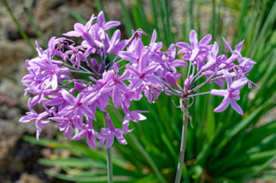 Tulbaghia violacea - 7cm Plug - Marginal Aquatic Pond Plant