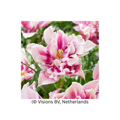 Tulip Ballade Exotic Peony-Style Purple-Pink with White Edges Late ...