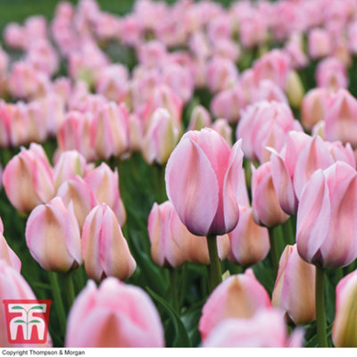 Tulip Bella Blush Spring Flowering 16 Bulbs