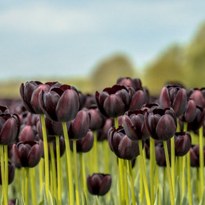 Tulip Black Satin Bulbs - Striking Maroon-Black Flowers Hardy Spring ...