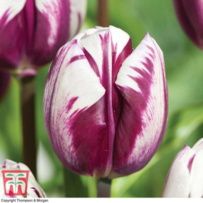 Tulip 'Blueberry Ripple' - 16 Bulbs | DIY at B&Q