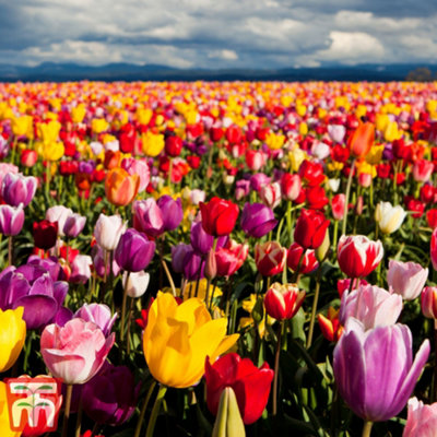 Tulip Delightfully Dutch Mix 100 Bulbs