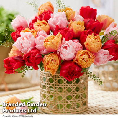 Tulip Double Flowering Mixed Bouquet 18 Bulbs - Spring Flowering