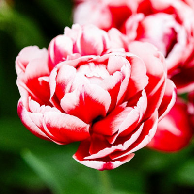 Tulip Drumline Double Peony-Style Strawberry Red/White Ripple Garden ...