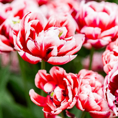 Tulip Drumline Double Peony-Style Strawberry Red/White Ripple Garden ...