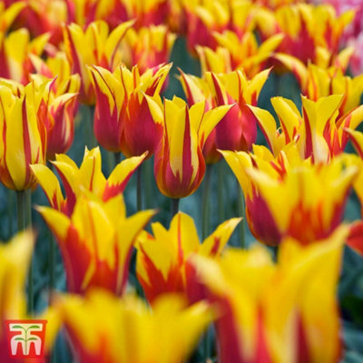 Tulip Fire Wings 16 Bulbs (Size 12/14) | DIY at B&Q