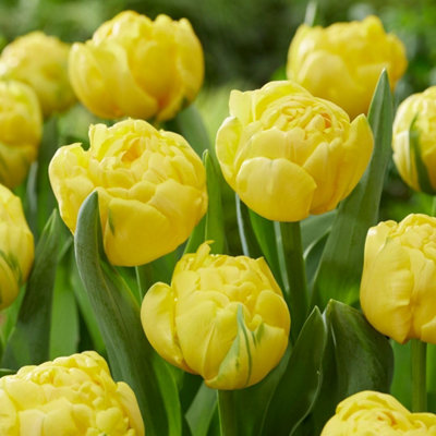 Tulip Golden Jewel Double Peony-Type Yellow Green Tint Bulbs Autumn ...