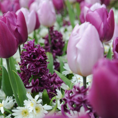 Tulip Hyacinth Anemone Mix Lilac Purple White Blooms Borders Containers ...