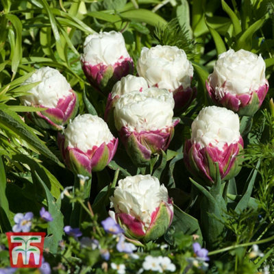 Tulip Ice Cream 20 Bulbs (Size 11/12)