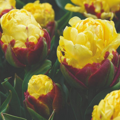 Tulip Ice Cream Yellow Peony-Flowered Tulip with Raspberry Pink ...