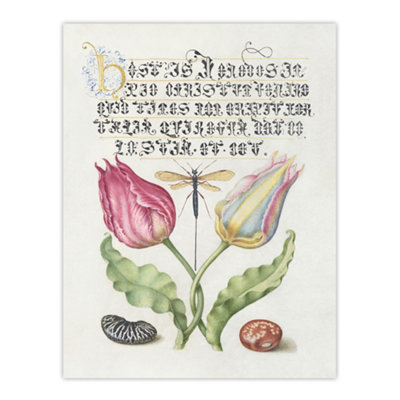Tulip Ichneumon Wasp and Beans Calligraphy Wall Art Poster Print 12X16"