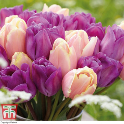 Tulip Magic Lavender & Mango Charm 10 Bulbs (Size 11/12)