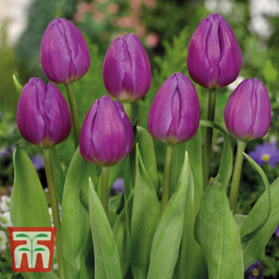 Tulip Patio Collection 40 Bulbs - Spring Flowering