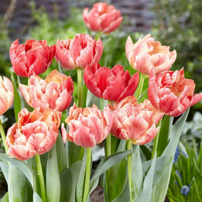 Tulip Peptalk Double Late Tulips - Red Pink White Streaked Blooms Long ...