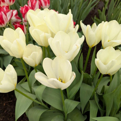 Tulip Purissima Large White Fosteriana Emperor Tulip Bulbs Perfect for ...