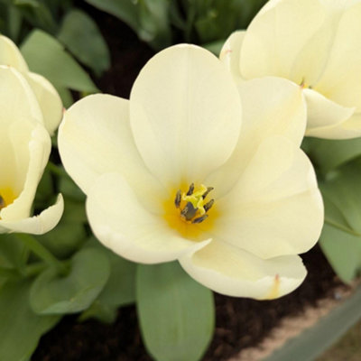 Tulip Purissima Large White Fosteriana Emperor Tulip Bulbs Perfect for ...