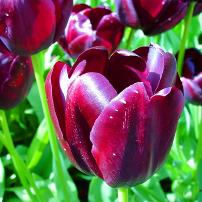 Tulip Queen of Night Flowering Bulbs - Deep Purple Blooms (25 Pack)