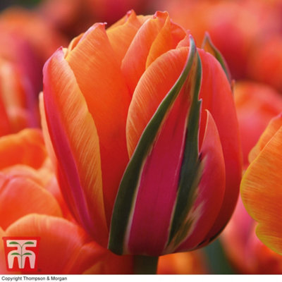 Tulip Queensday 16 Bulbs (Size 11/12)