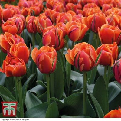 Tulip Queensday 32 Bulbs (Size 11/12) | DIY at B&Q