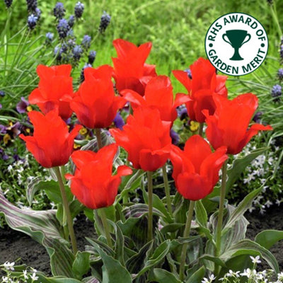 Tulip Red Riding Hood Flowering Bulbs - Bold Blooms (200 Pack) | DIY at B&Q