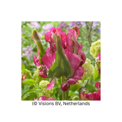 Tulip Red Wave Exotic Pink Green Parrot Bulbs - Hardy Perennial for ...