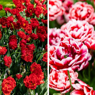 Tulip Romance Collection Premium Double & Fringed Tulip Bulbs for ...