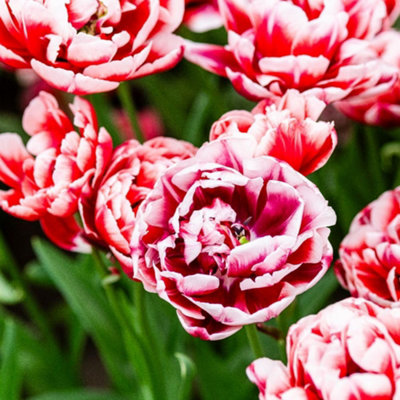 Tulip Romance Collection Premium Double & Fringed Tulip Bulbs for ...