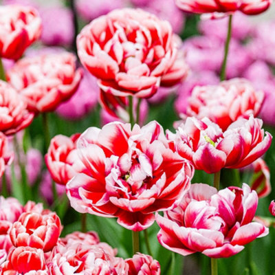 Tulip Romance Collection Premium Double & Fringed Tulip Bulbs for ...