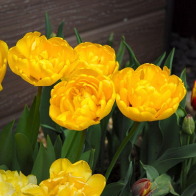 Tulip Secret Perfume Fragrant Golden Peony-Flowered Hardy Spring Flower ...