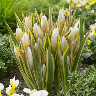 Tulip tarda Interaction - Hardy Perennial Variegated Bulbs Star-Shaped ...