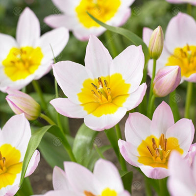 Tulips Bakeri Lilac Wonder Flowering Bulbs - Charming Lilac Blooms (250 ...