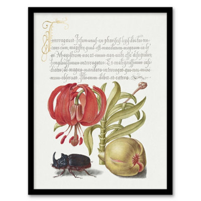 Turks Cap Lily Fig and Beetle Calligraphy Framed Wall Art Print 12X16"