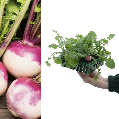 Turnip 'Purple Top Milan' Plants - 8 Pack - Easy Planting | DIY at B&Q