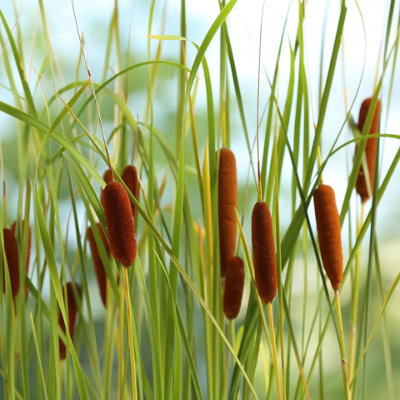 Typha gracilis - 7cm Plug - Marginal Aquatic Pond Plant