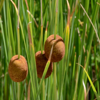 Typha minima - Miniature Bulrush pond plant in a 9cm pot