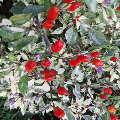 UFO FLUORESCENT VARIEGATED CHILLI SEEDS - 10 FRESH SEEDS