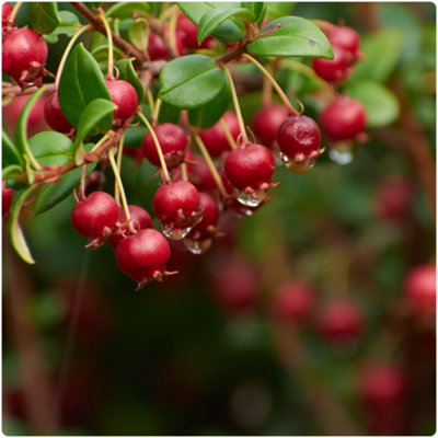 Ugni Molinae Variegata / Chilean Guava In 2L Pot, A Favourite Fruit Of ...
