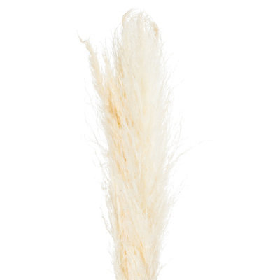 UK Homeliving Cream Pampas Grass Stem