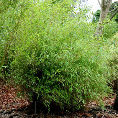 Umbrella Bamboo Fargesia Murielae Plant 60cm - 80cm Tall 5 Litre Pot ...