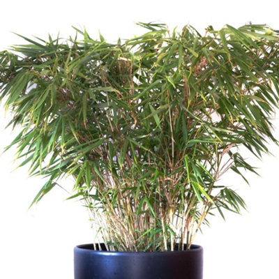 Umbrella Bamboo - Fargesia rufa 14cm Potted Plant x 1