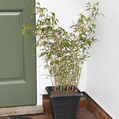 Umbrella Bamboo - Fargesia rufa 14cm Potted Plant x 2