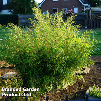 Umbrella Bamboo Fargesia rufa 19cm Potted Plant x 2 + 2 Patio Pot