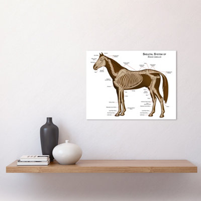 Unframed Wall Art Animals Skeleton Bones Horse Anatomy - 12X16 inch