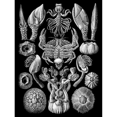 Unframed Wall Art Haeckel Plate 57 Barnacles - 12X16 inch