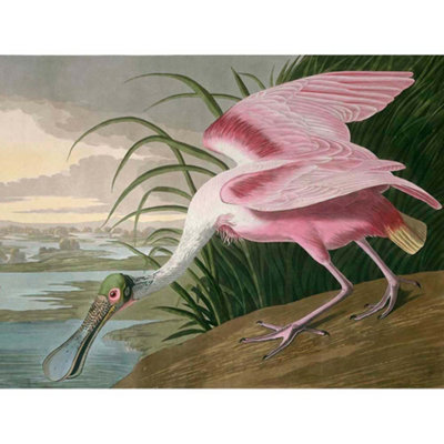 Unframed Wall Art Havell Audubon American Roseate Spoonbill Zoology ...