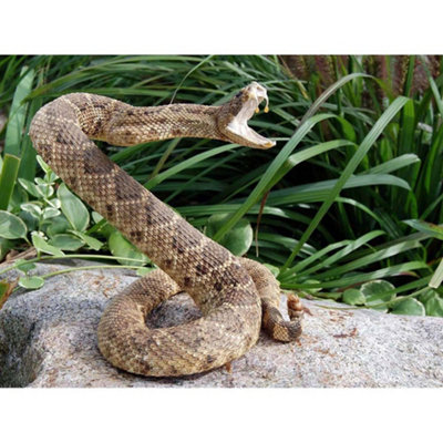 Unframed Wall Art Rattle Snake Reptile Venom Attack - 12X16 inch