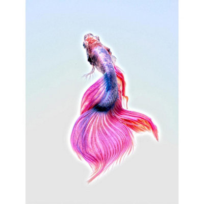 UNFRAMED WALL ART SIAMESE FIGHTING FISH PINK - 12X16 INCH