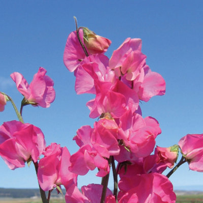 Unwin Flower Seeds Sweet Pea Elegance Deep Rose